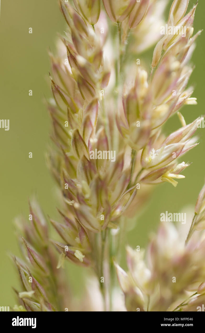 Close up photography seed hi-res stock photography and images - Alamy