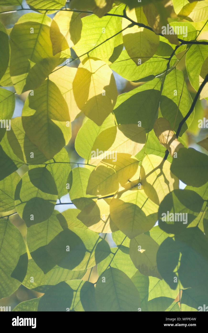 Sunlight filtering through leaves hi-res stock photography and images ...