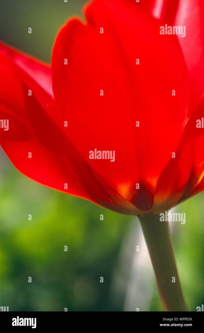 Tulip red riding hood hi-res stock photography and images - Alamy