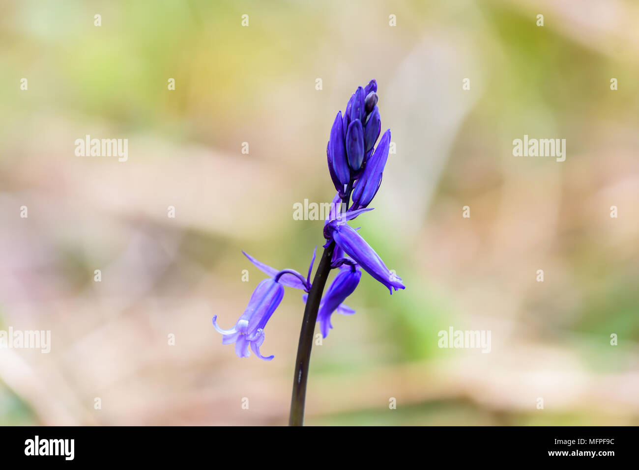 Bluebell flowers in Spring Stock Photo - Alamy