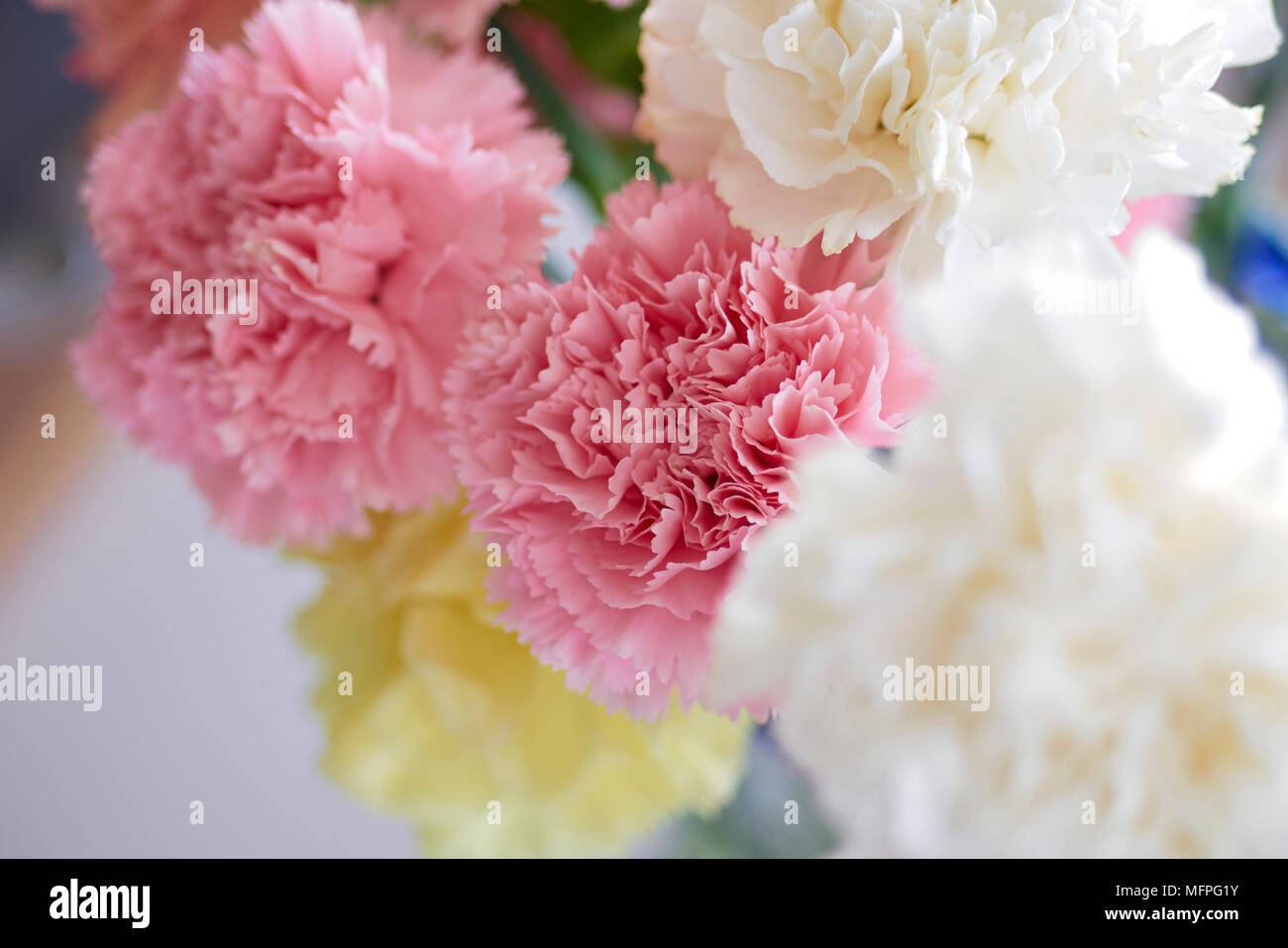 Pink and white carnation hi-res stock photography and images - Alamy