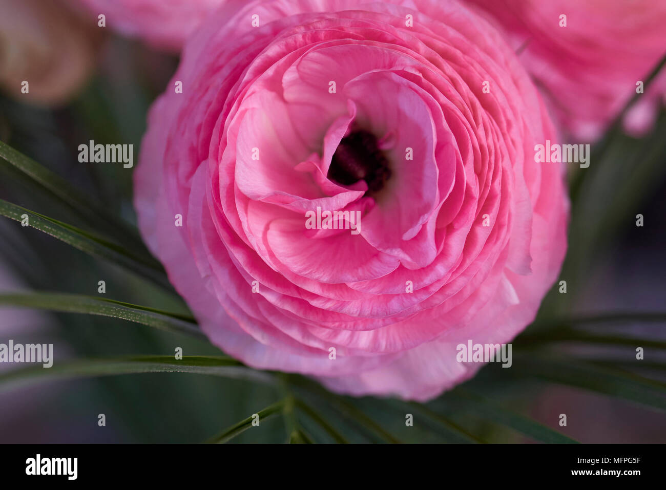 Paeonia suffruticosa close up flower hi-res stock photography and ...