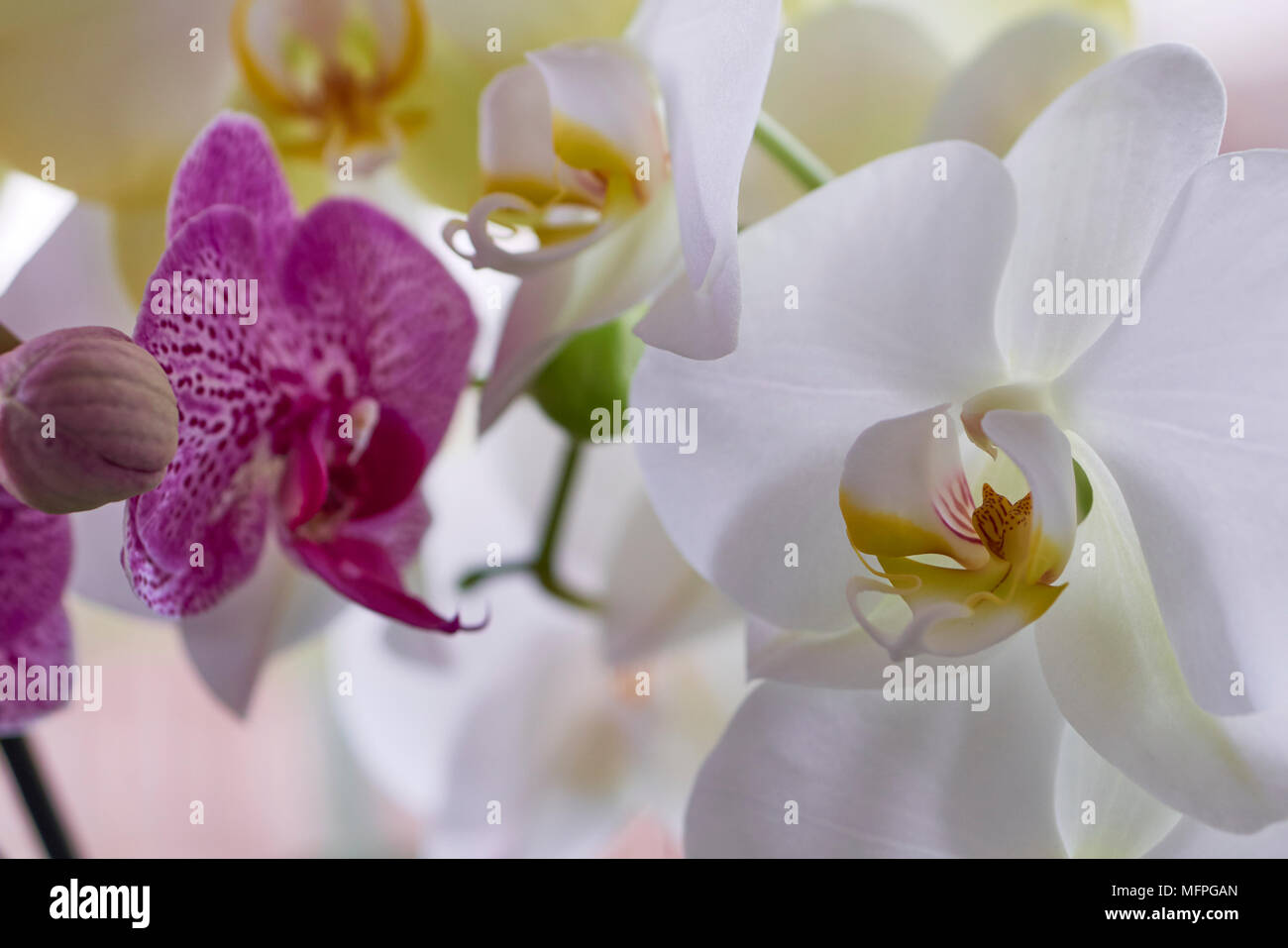 Lush orchid plants hi-res stock photography and images - Alamy