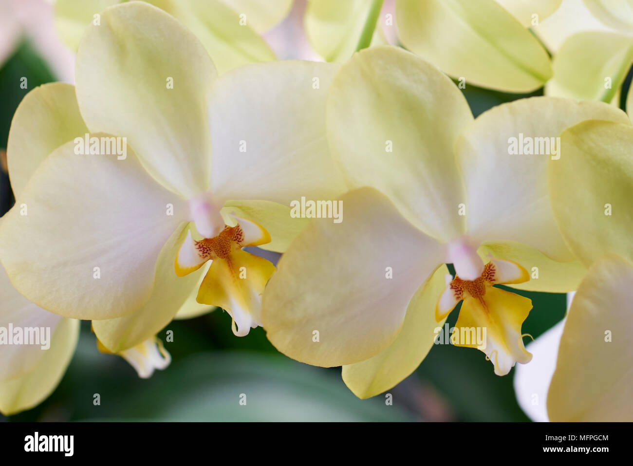 Lush orchid plants hi-res stock photography and images - Alamy