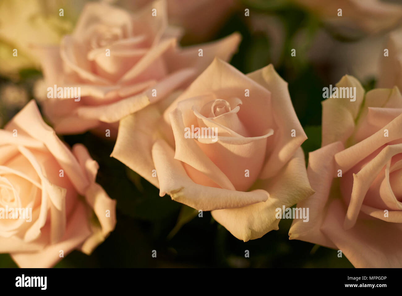 Elegant Soft Pink Roses in Bloom With Lush Green Leaves Surrounding ...
