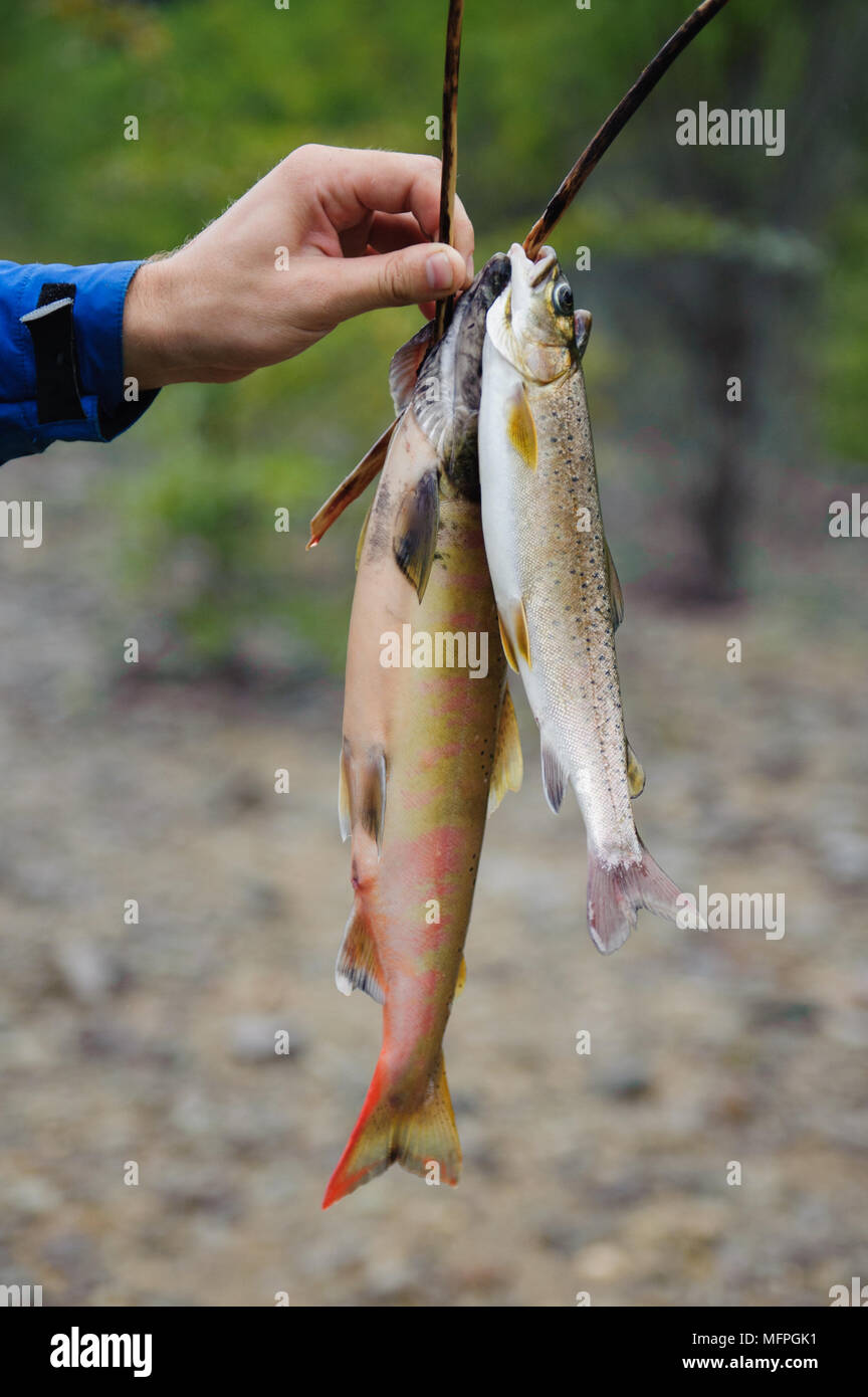 Mans hobby hi-res stock photography and images - Alamy