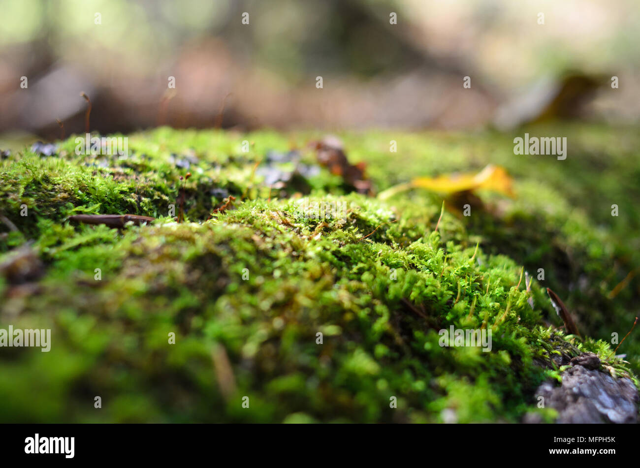 Moss in forest blur hi-res stock photography and images - Alamy