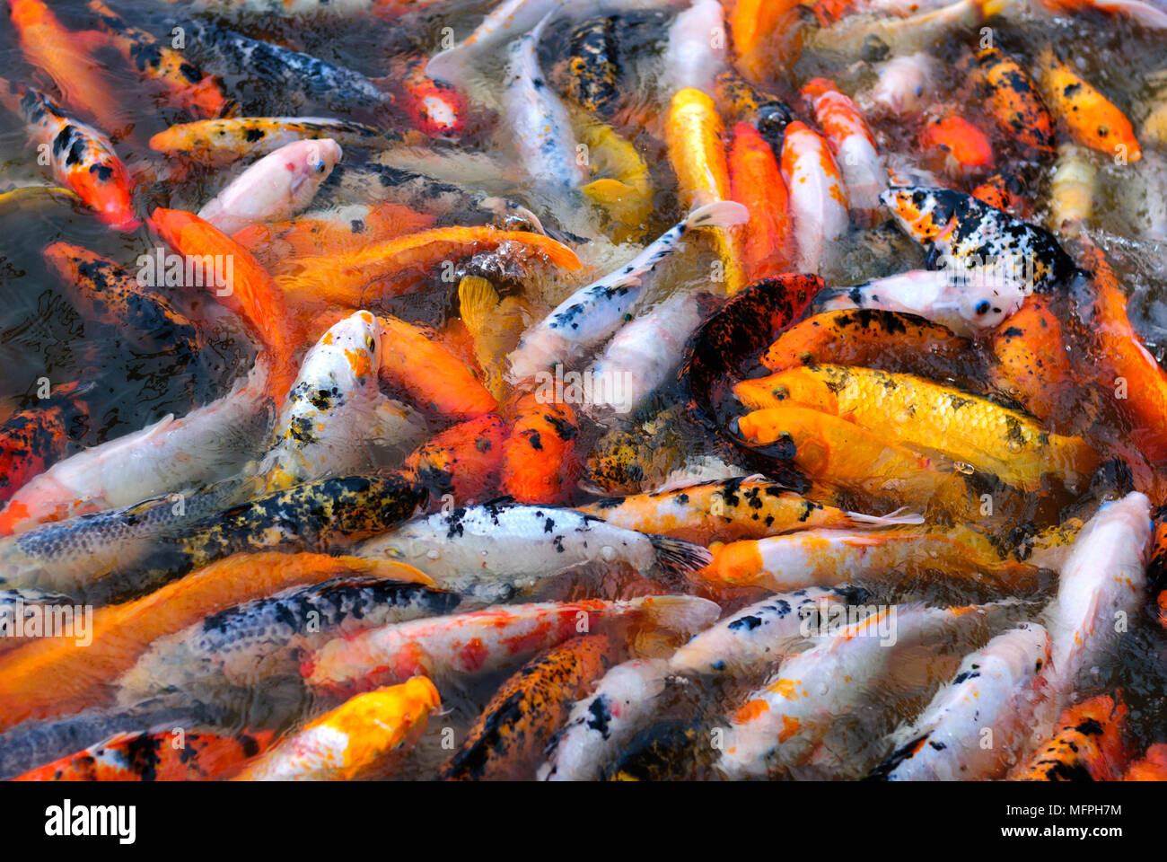 Large aquarium many fishes hi-res stock photography and images - Alamy