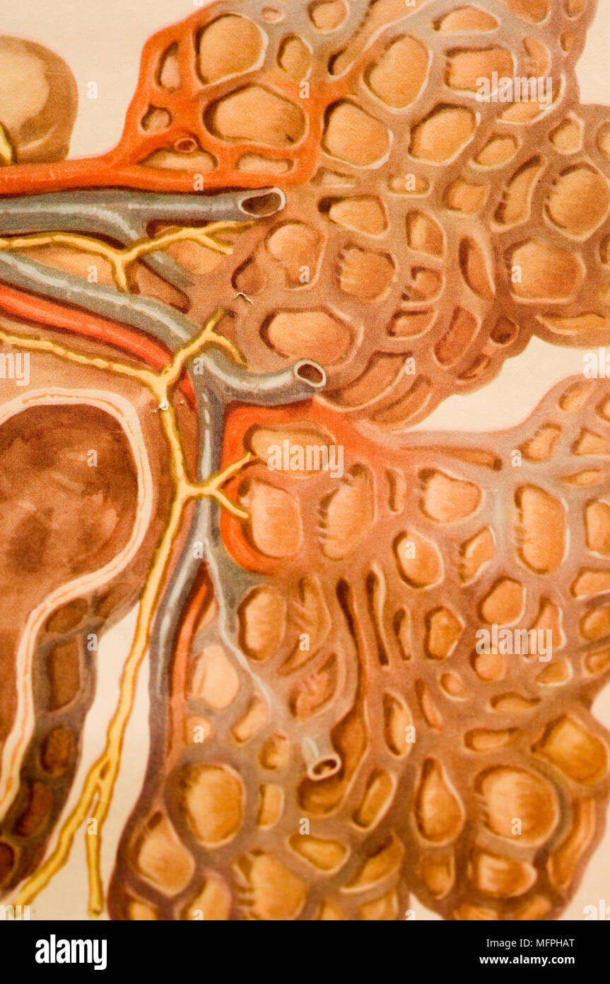 A graphic representation of inside human lungs. Ref: CRUSC 10054 024 ...