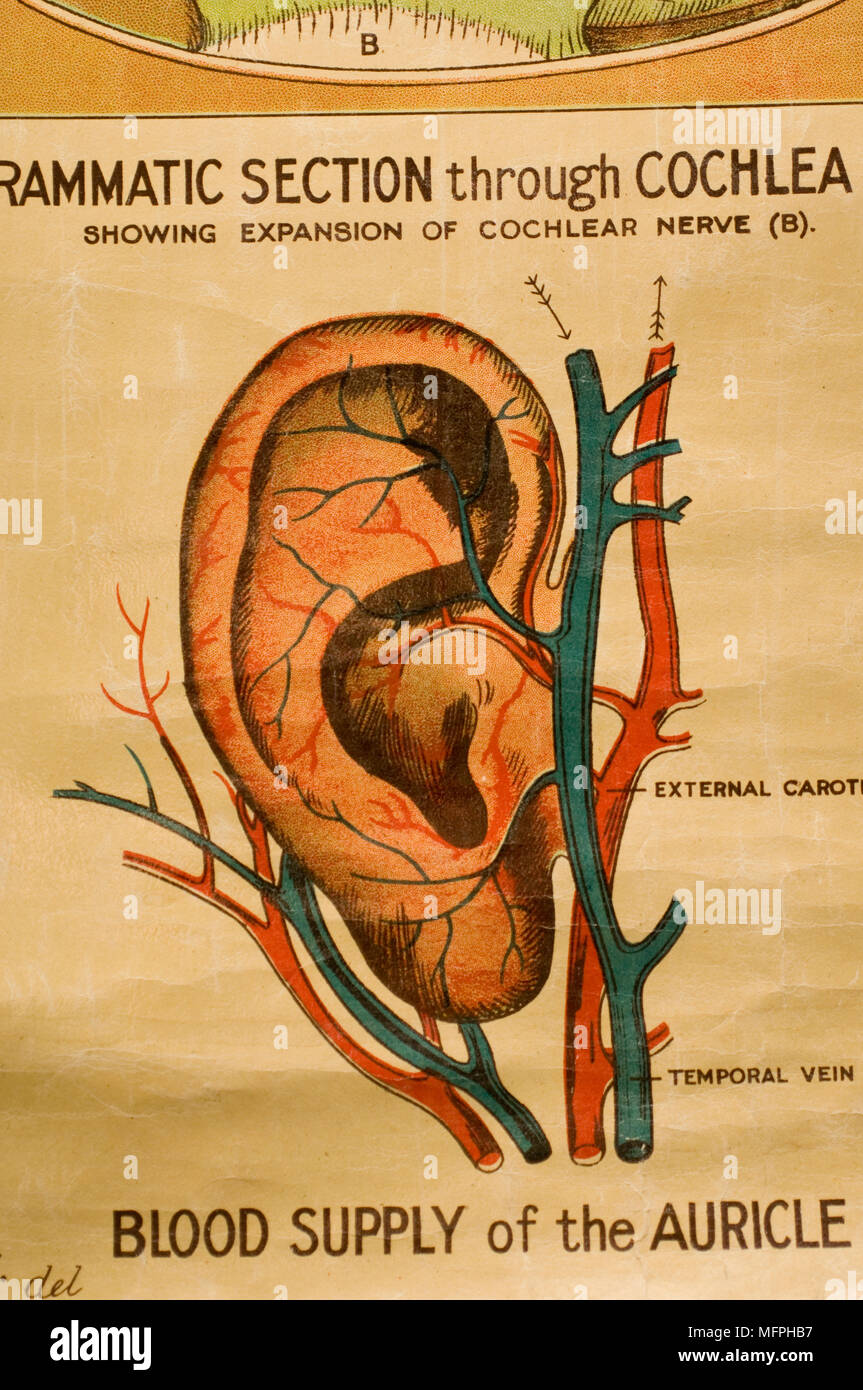 A graphic representing the human ear. Ref: CRUSC 10054 031 Compulsory ...