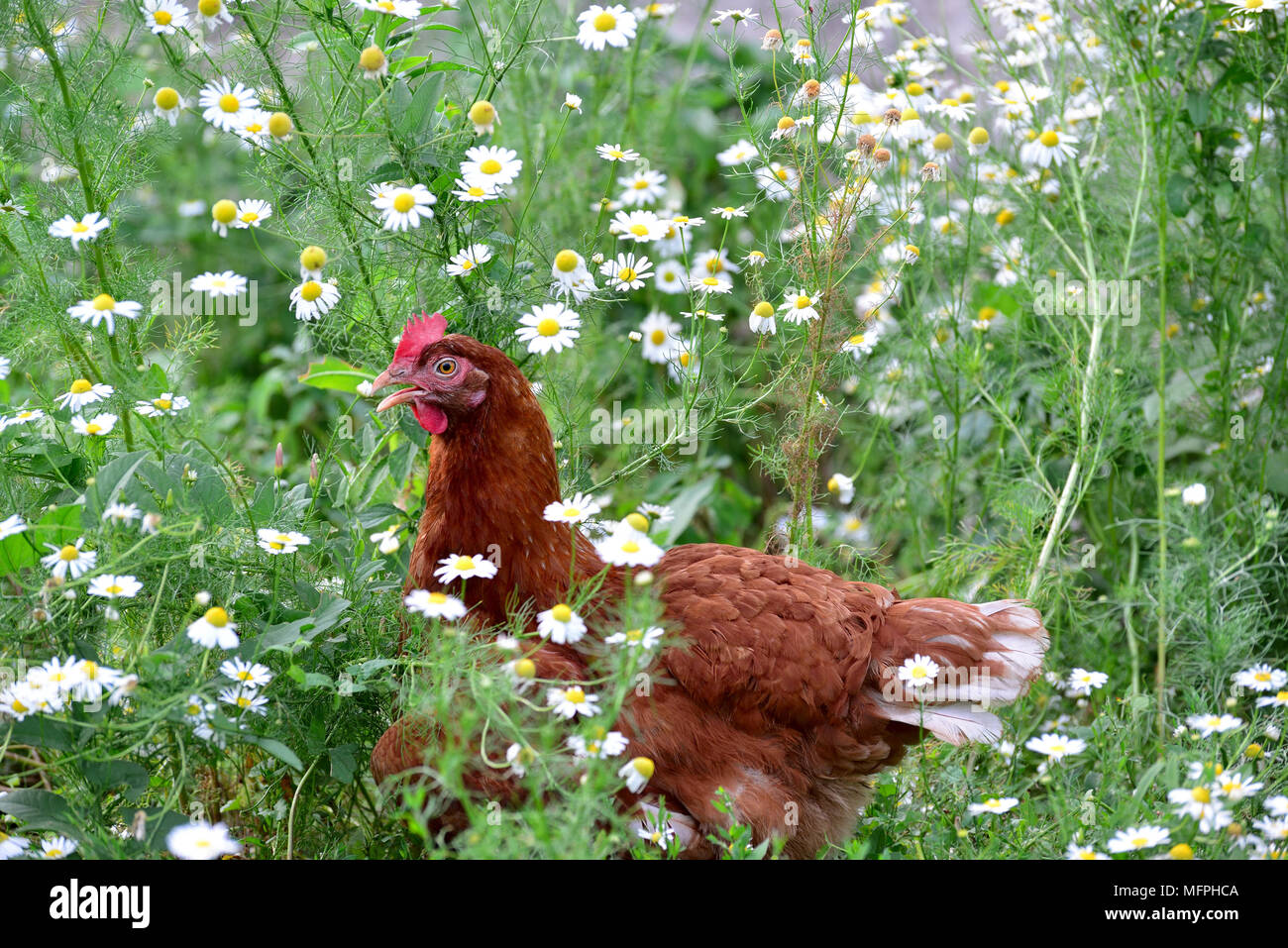 Red chicken in camomiles in a nature Stock Photo - Alamy