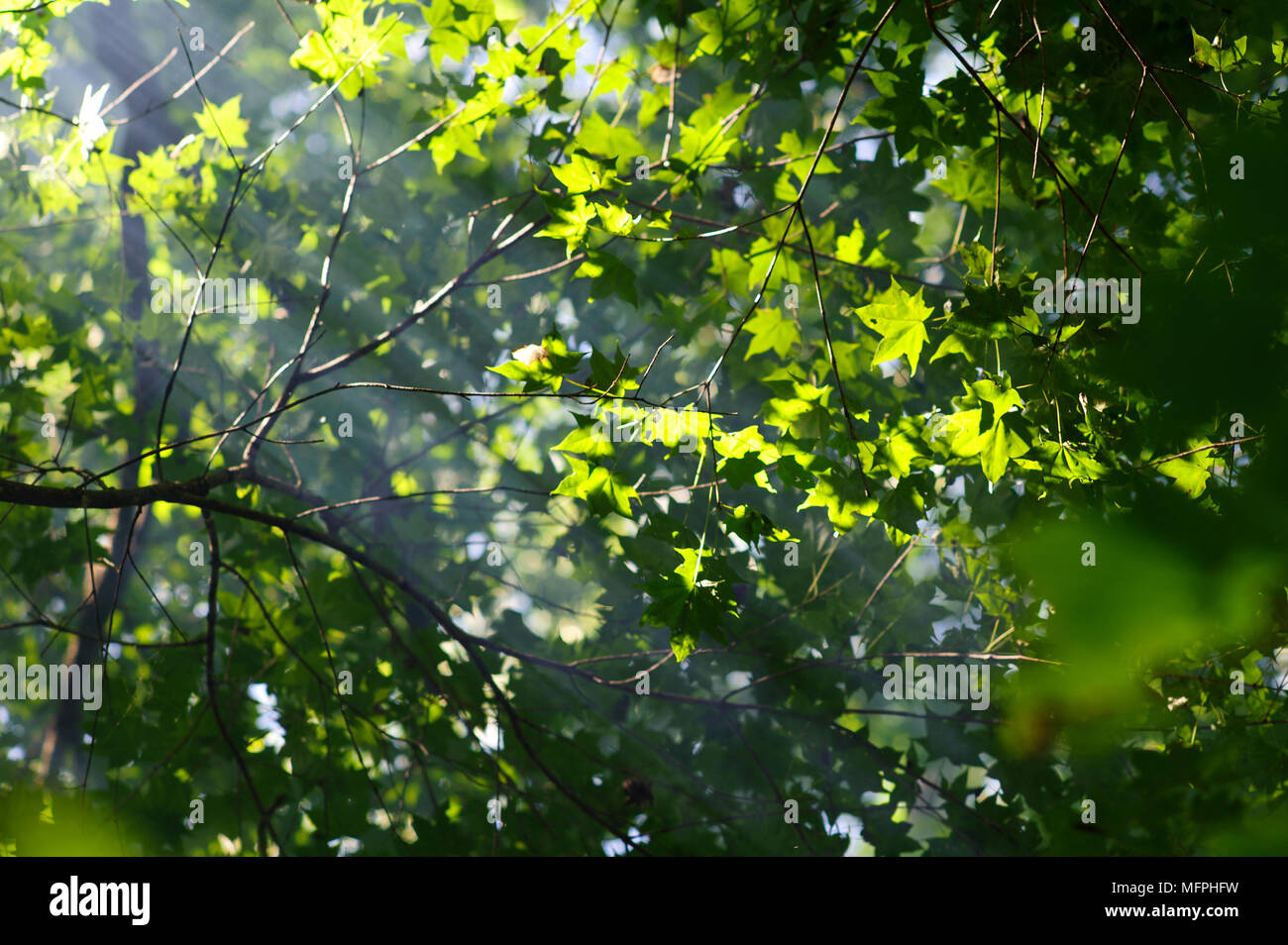Ray of light in tree leaves background Stock Photo - Alamy
