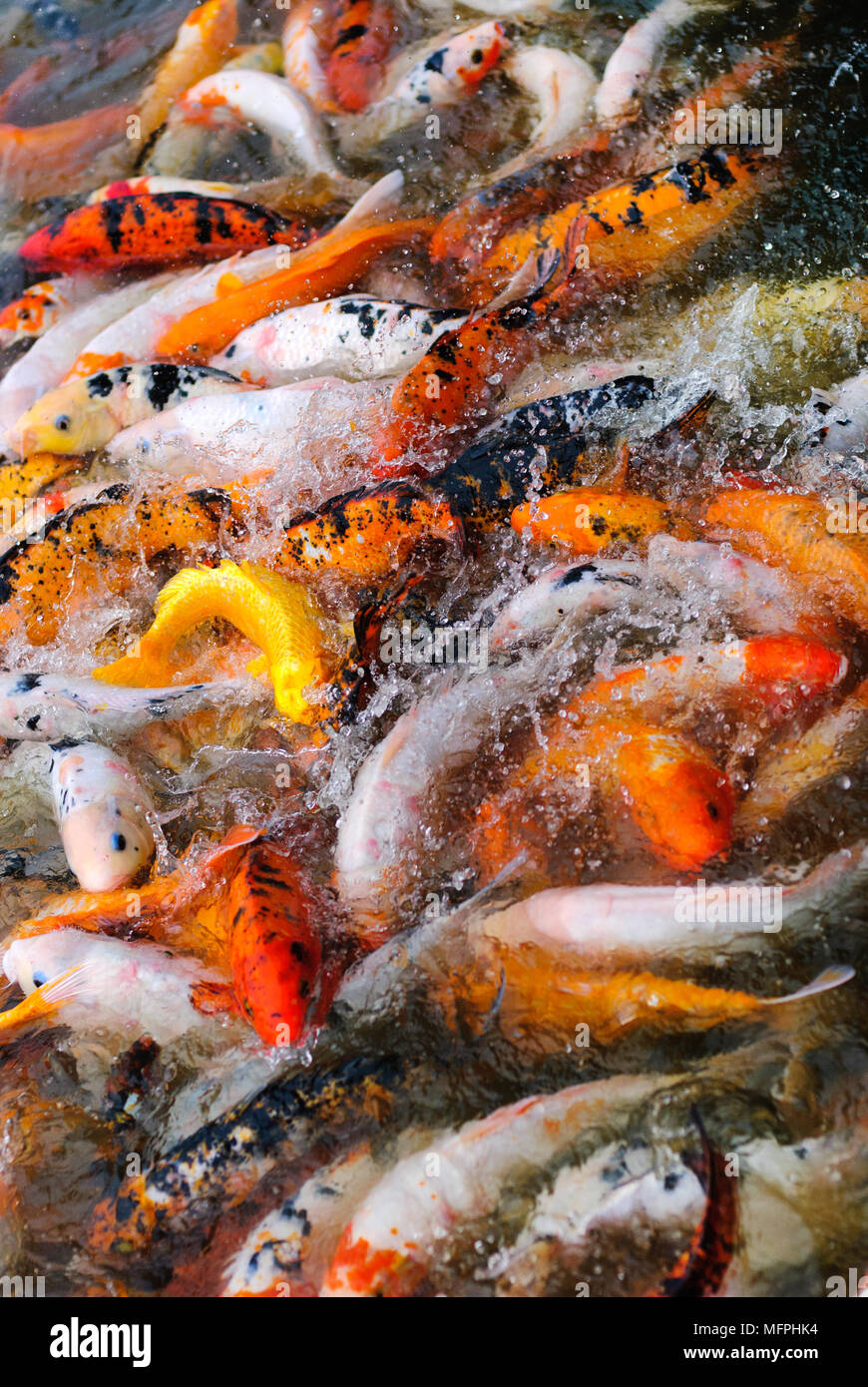 Many asian red and white fishes in water vertical Stock Photo - Alamy