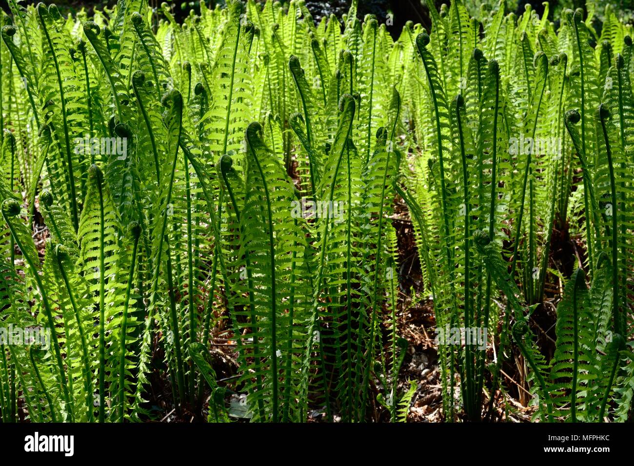 Ostrich Feather Fern Stock Photos & Ostrich Feather Fern Stock Images ...