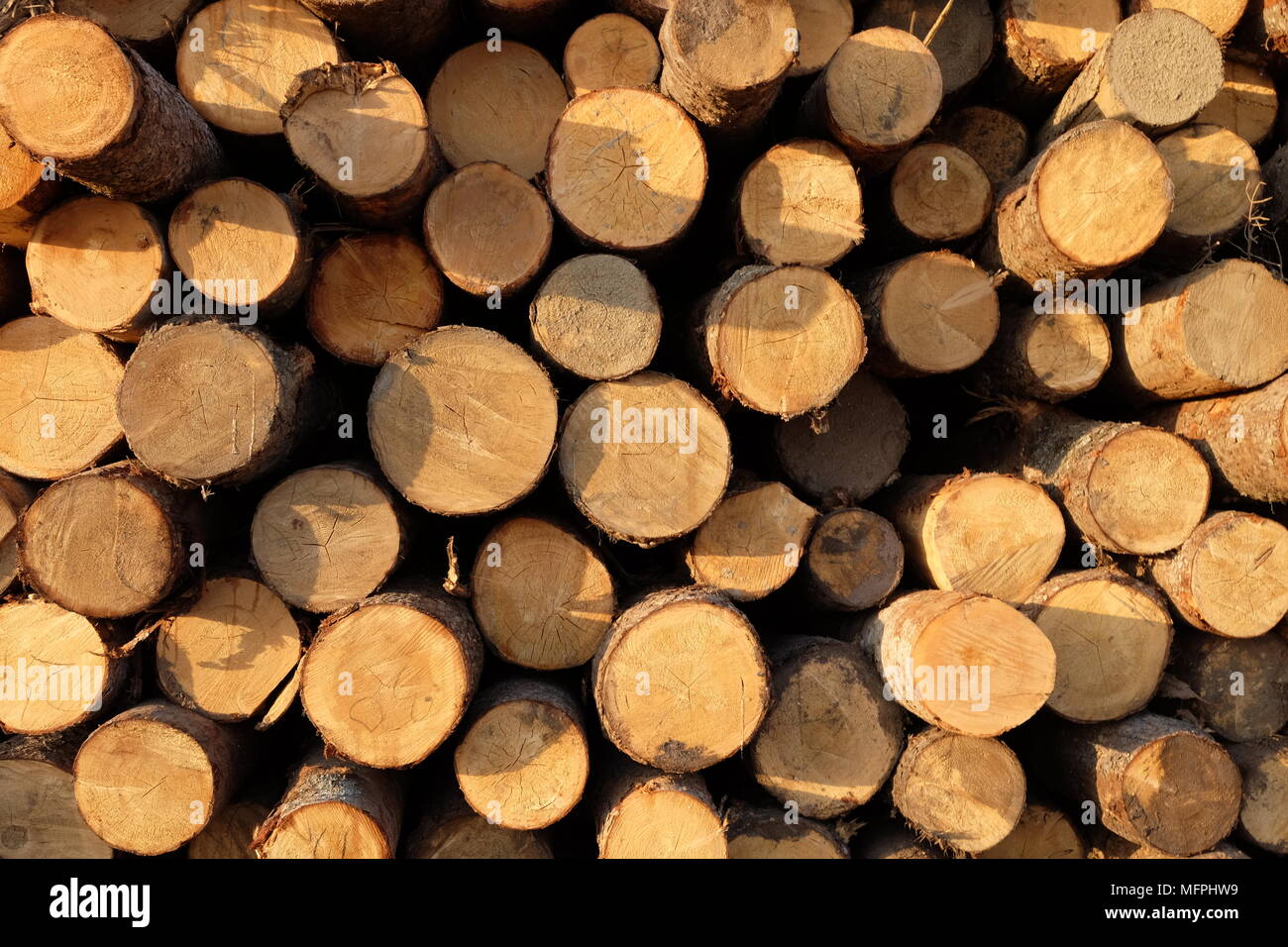 Sawed wood on sun texture beautiful background Stock Photo - Alamy