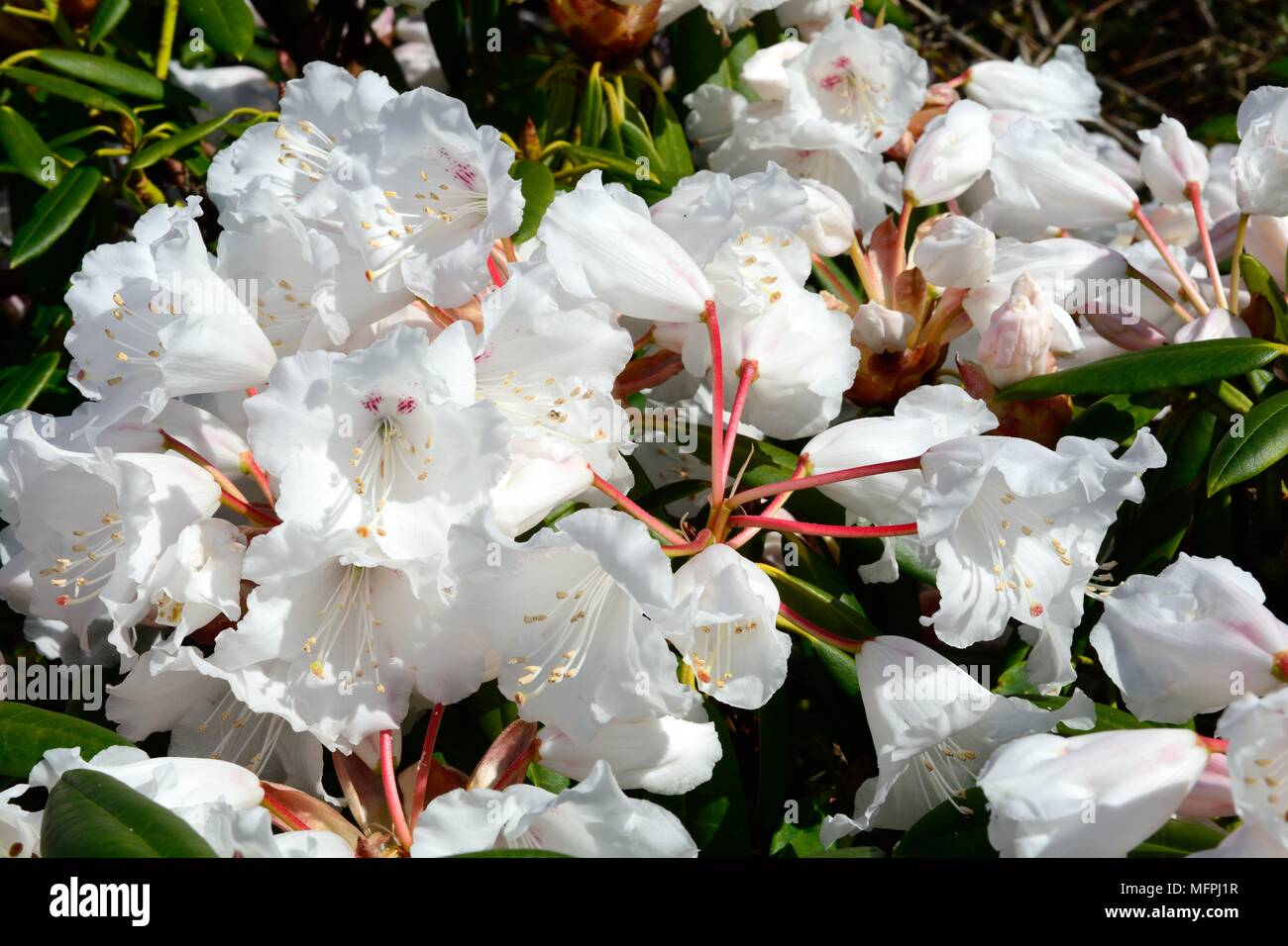 Rhododendron Quaker Girl white rhododendrons Stock Photo - Alamy