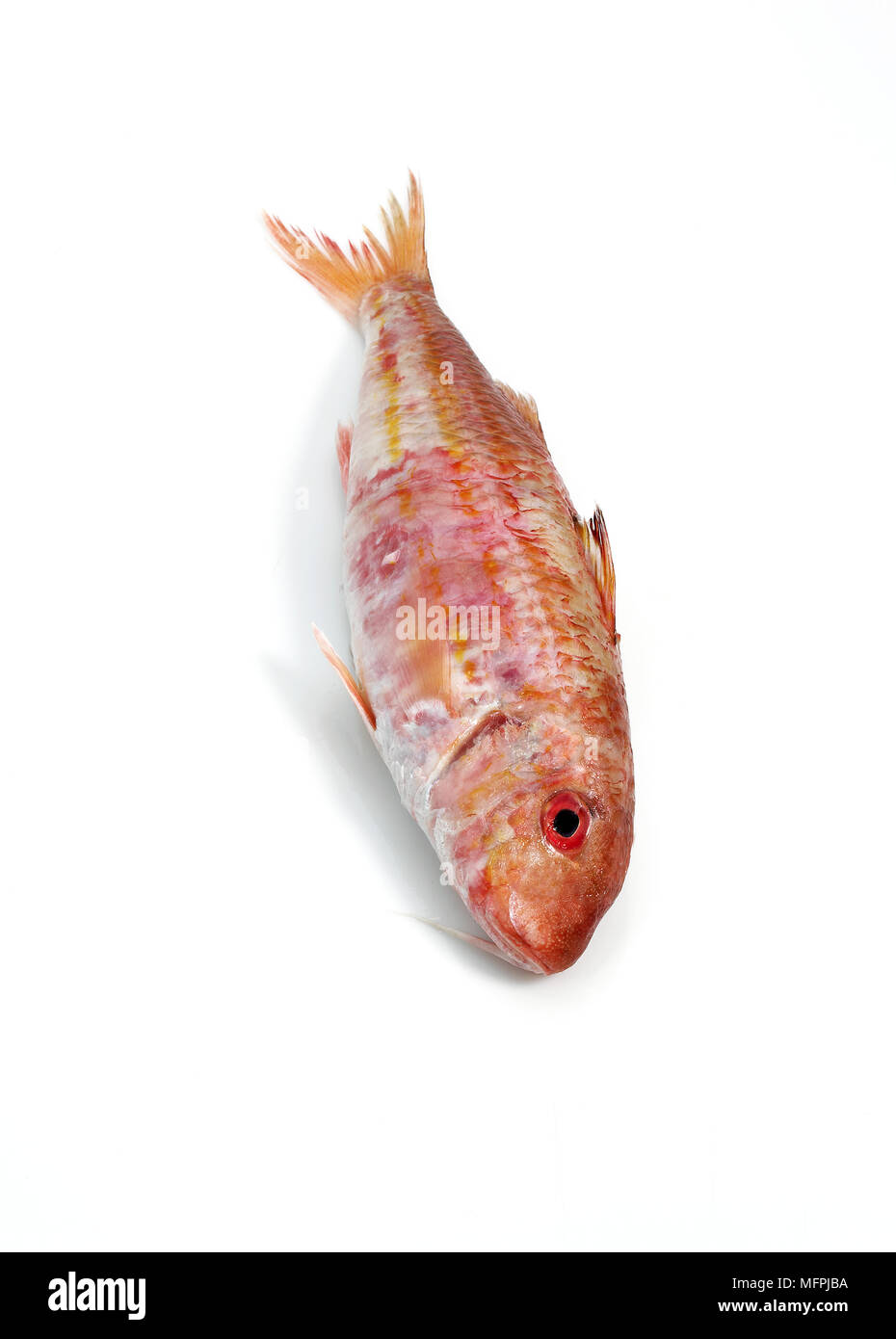 Gurnard, mullus surmuletus, Fresh Fish against White Background Stock ...