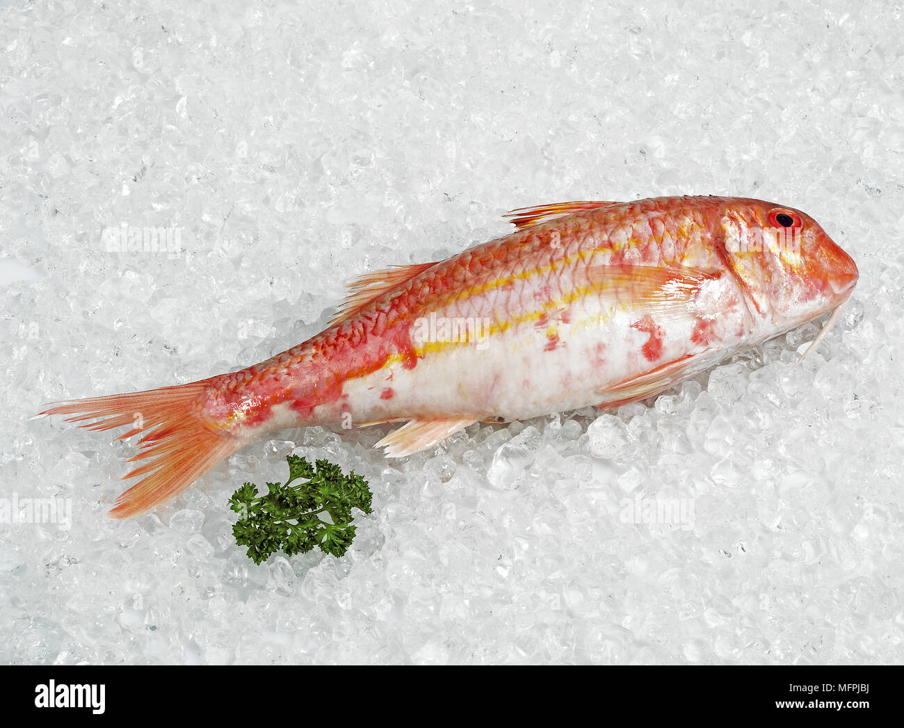 Mullus surmuletus hi-res stock photography and images - Alamy