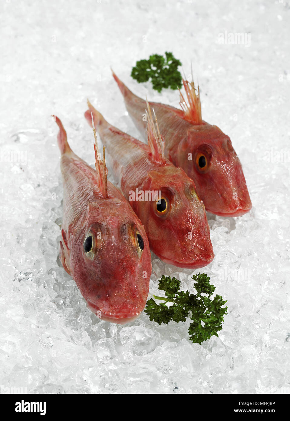 Trigla cuculus triglidae hi-res stock photography and images - Alamy