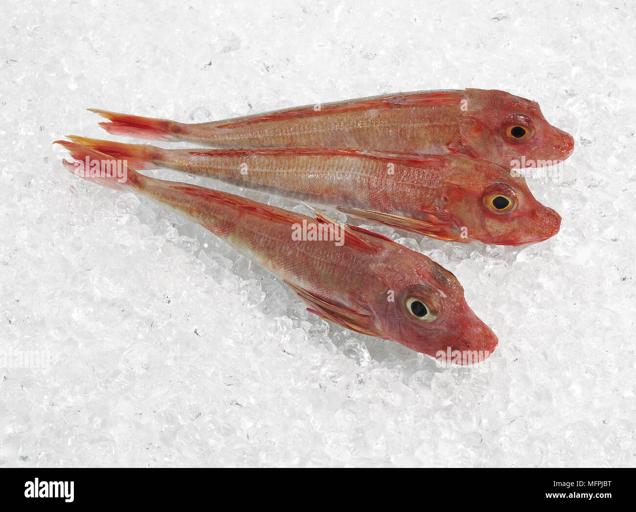Gurnard, trigla cuculus, Fresh Fishes on Ice Stock Photo - Alamy