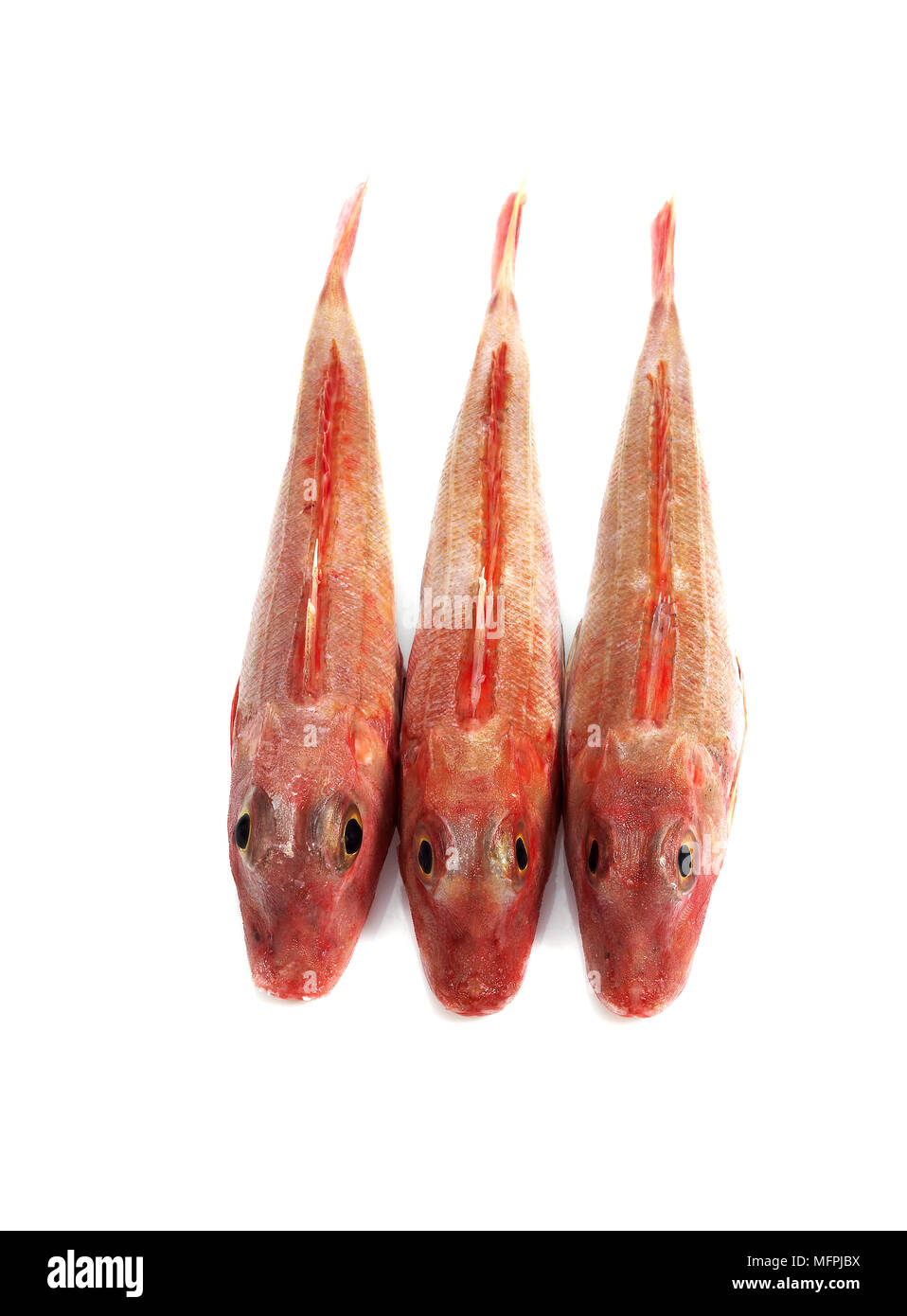 Gurnard, trigla cuculus, Fresh Fishes against White Background Stock ...