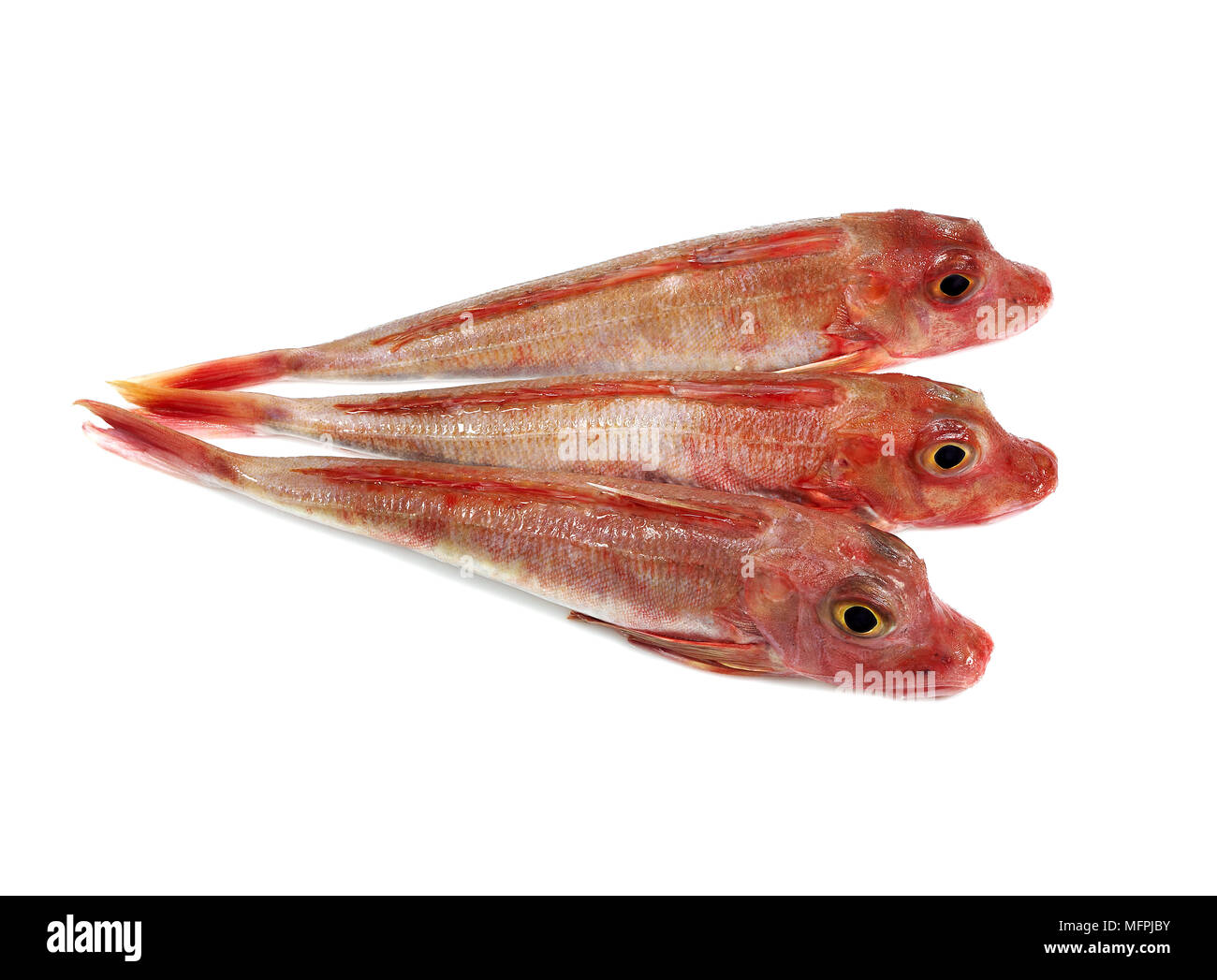 Trigla cuculus triglidae hi-res stock photography and images - Alamy