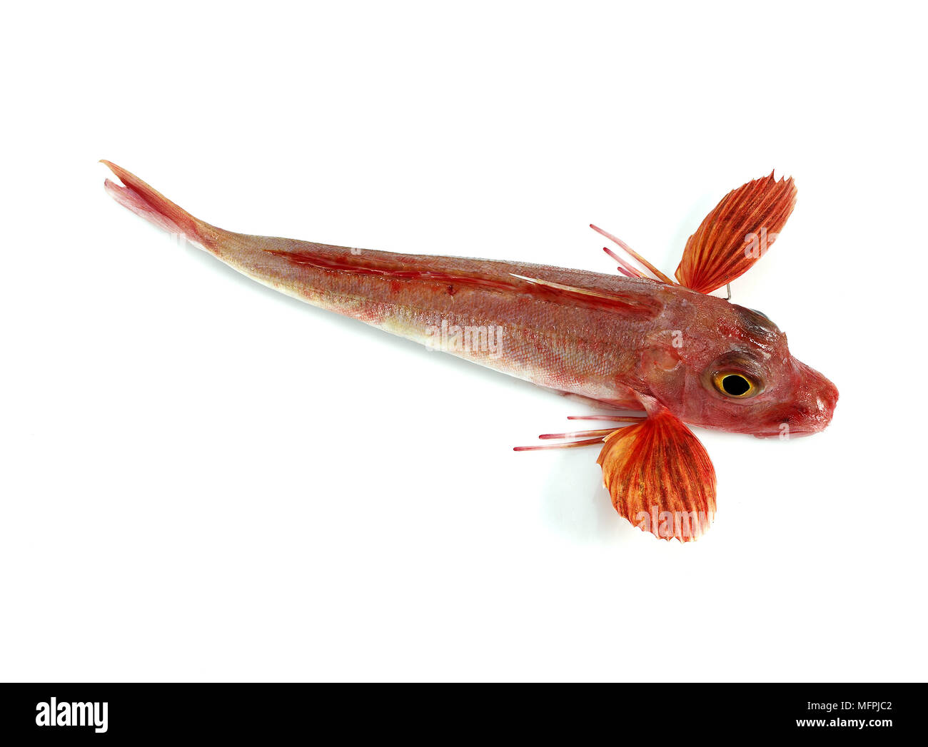 Trigla cuculus triglidae hi-res stock photography and images - Alamy