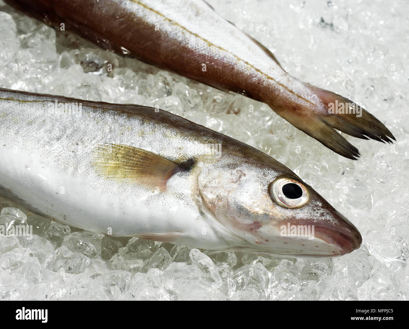 Whiting Merlangius Merlangus High Resolution Stock Photography and ...