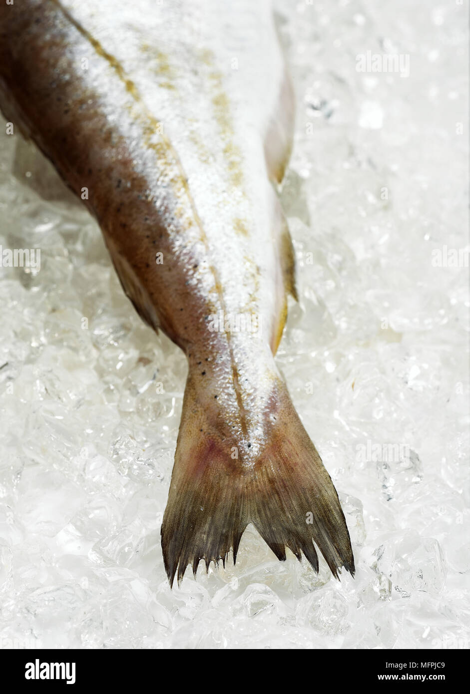 Whiting Merlangius Merlangus High Resolution Stock Photography and ...