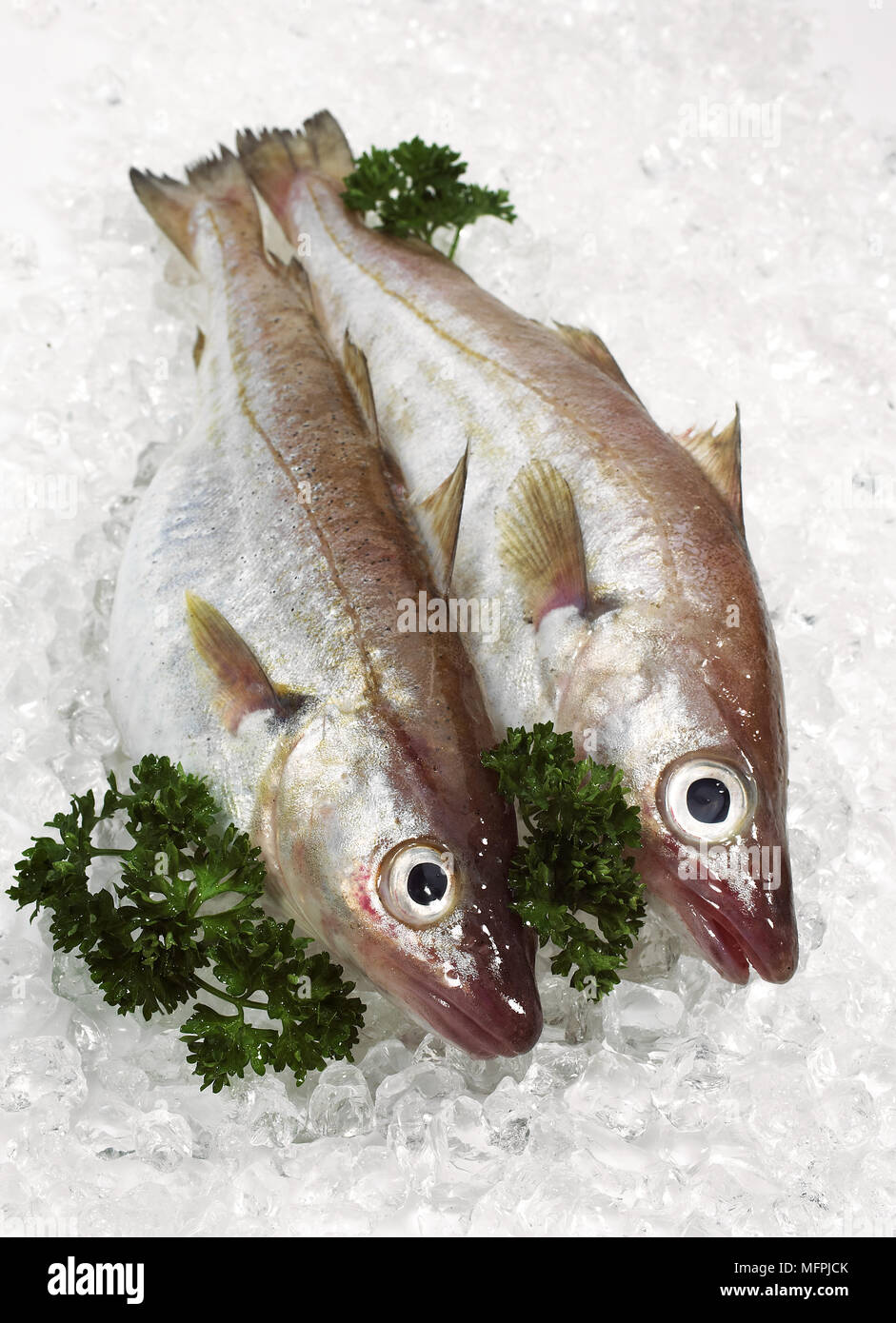 Whiting merlangius merlangus fresh fish hi-res stock photography and ...
