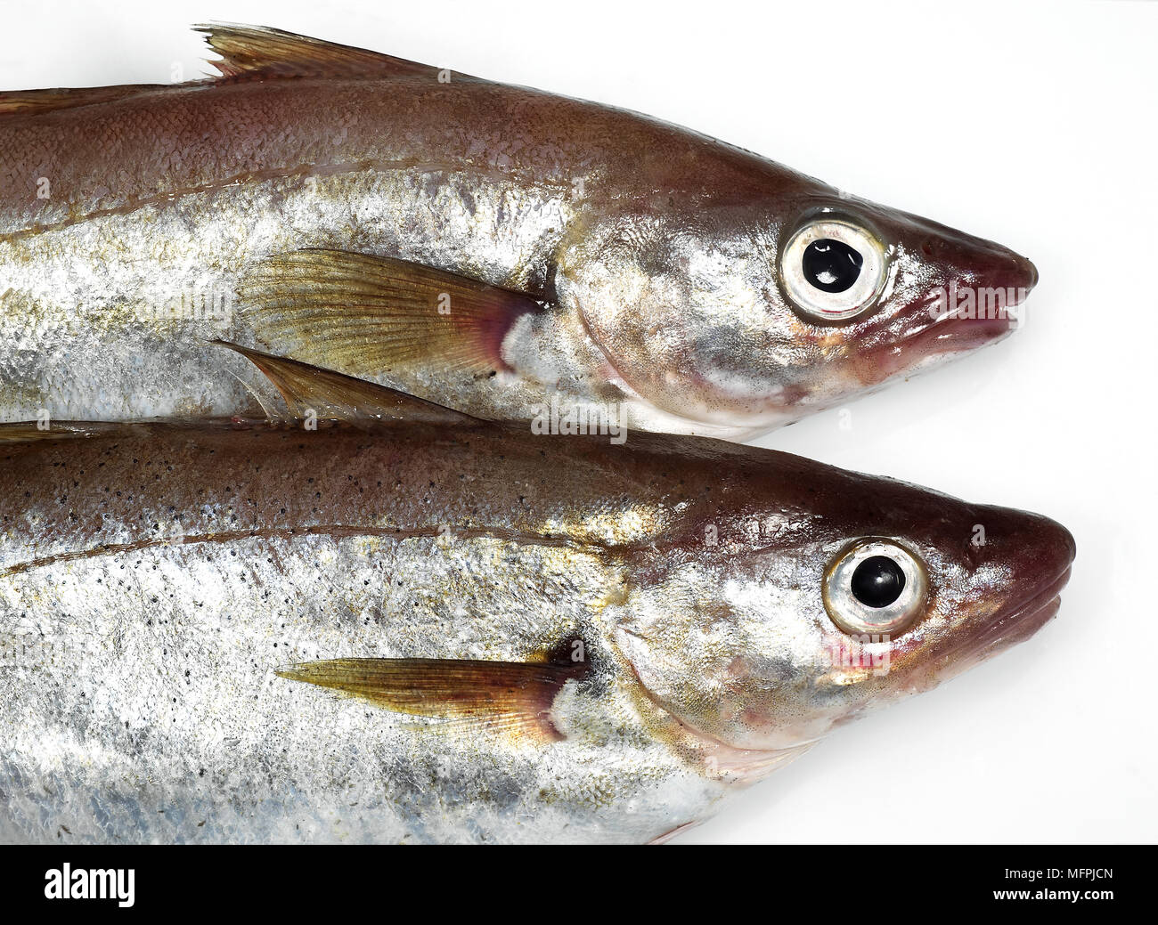 Whiting, merlangius merlangus, Fresh Fish against White Background ...