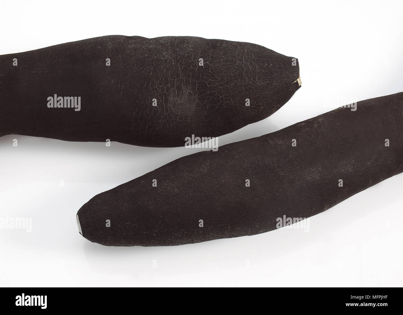 Black Radish, raphanus sativus niger, against White Background Stock ...
