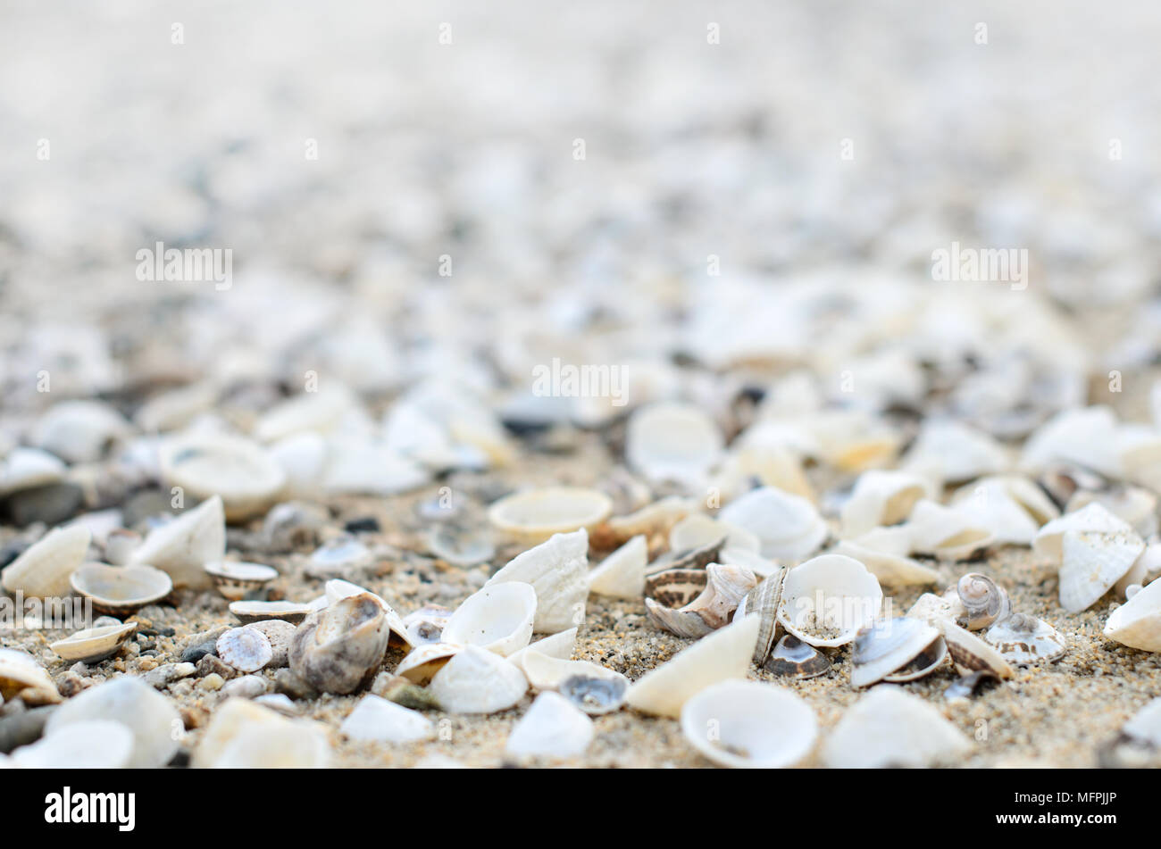 Abstact white sea shells texture background horizontal Stock Photo - Alamy