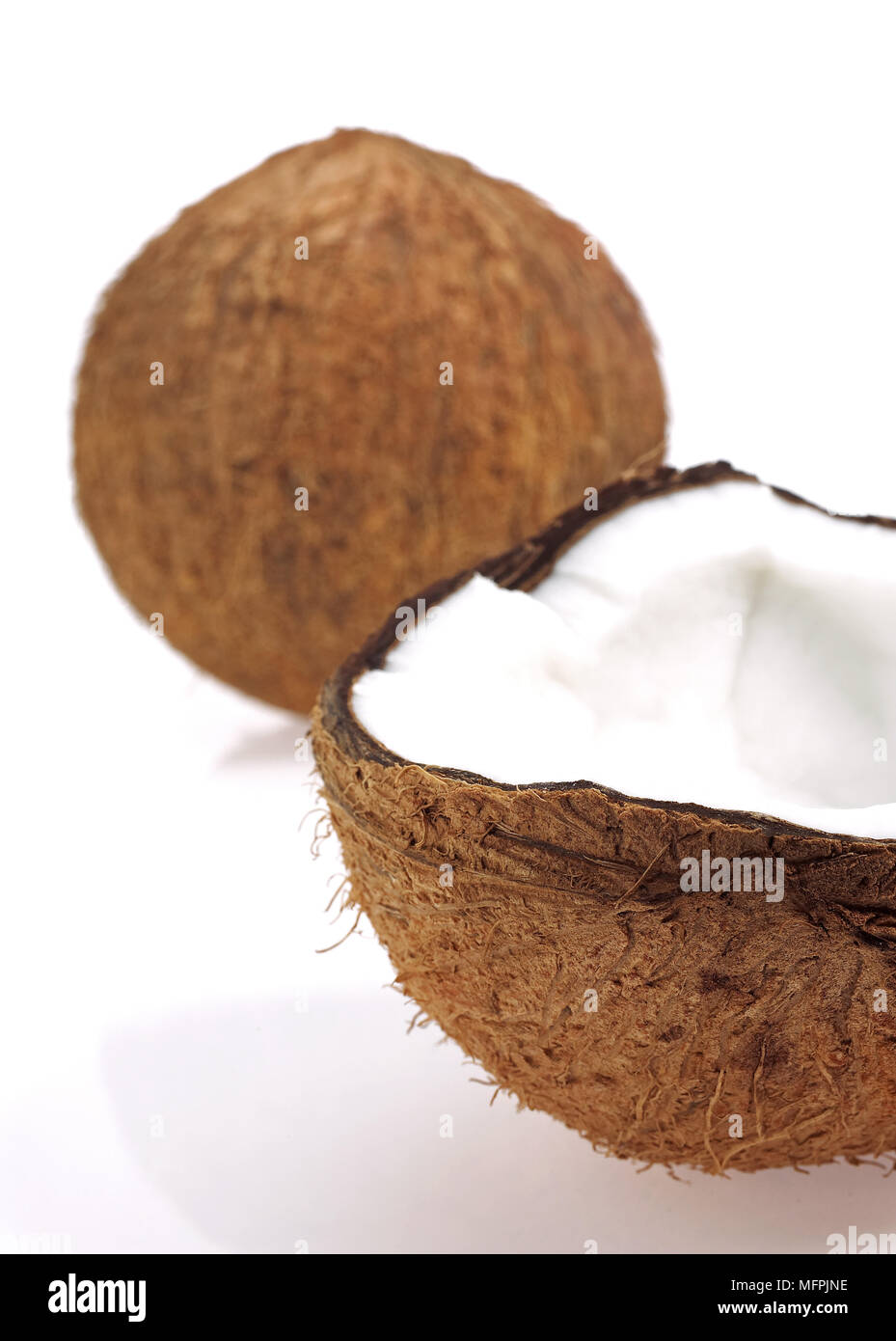 Coconut cocos nucifera fruits against hi-res stock photography and ...