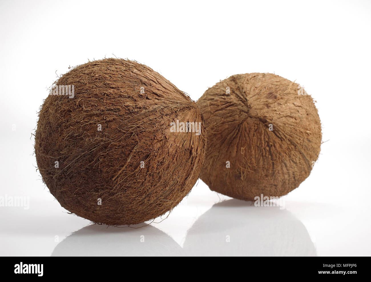 Coconut, cocos nucifera, Fruits against White Background Stock Photo ...
