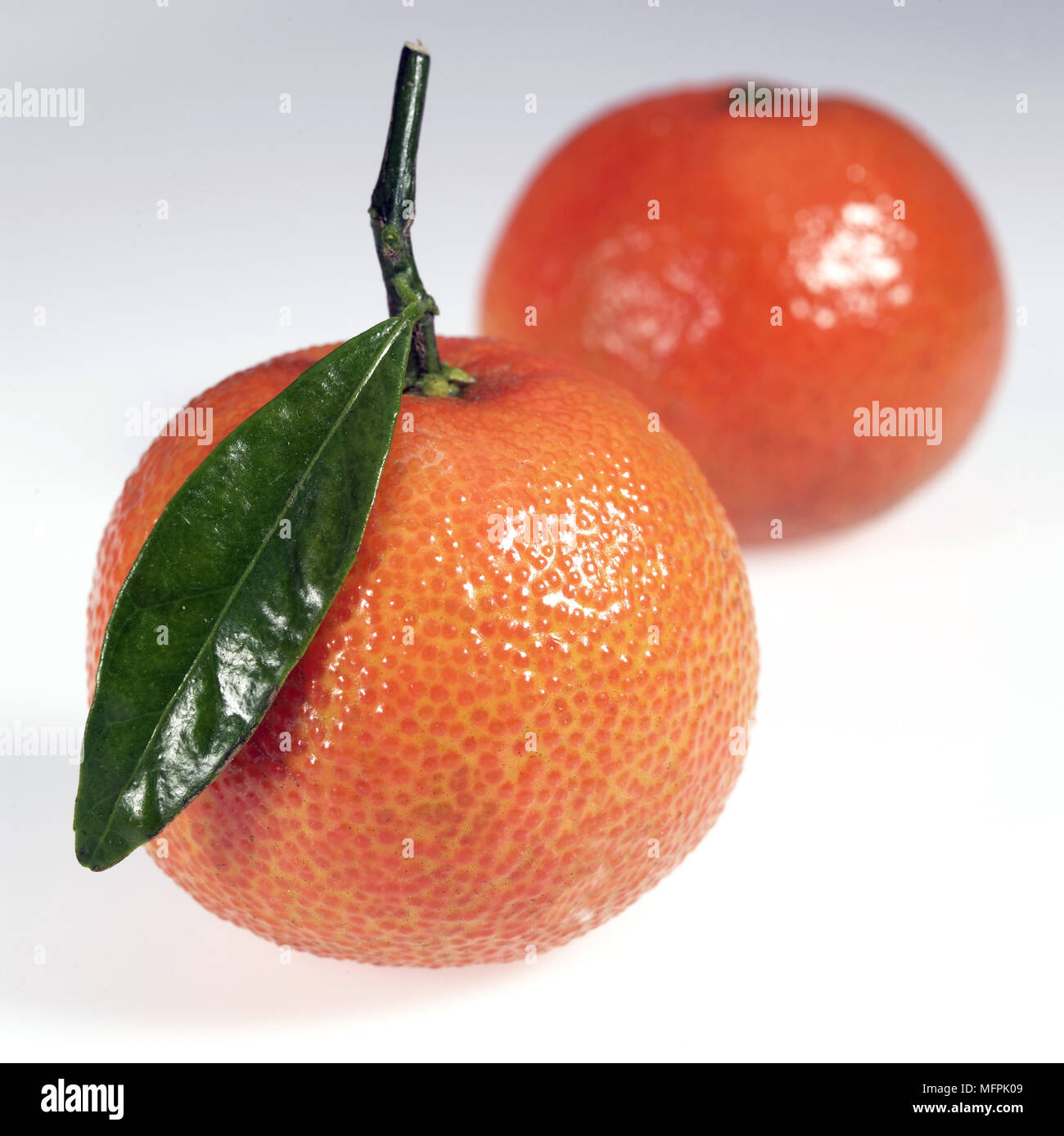 Clementine Fruits, citrus reticulata against White Background Stock ...