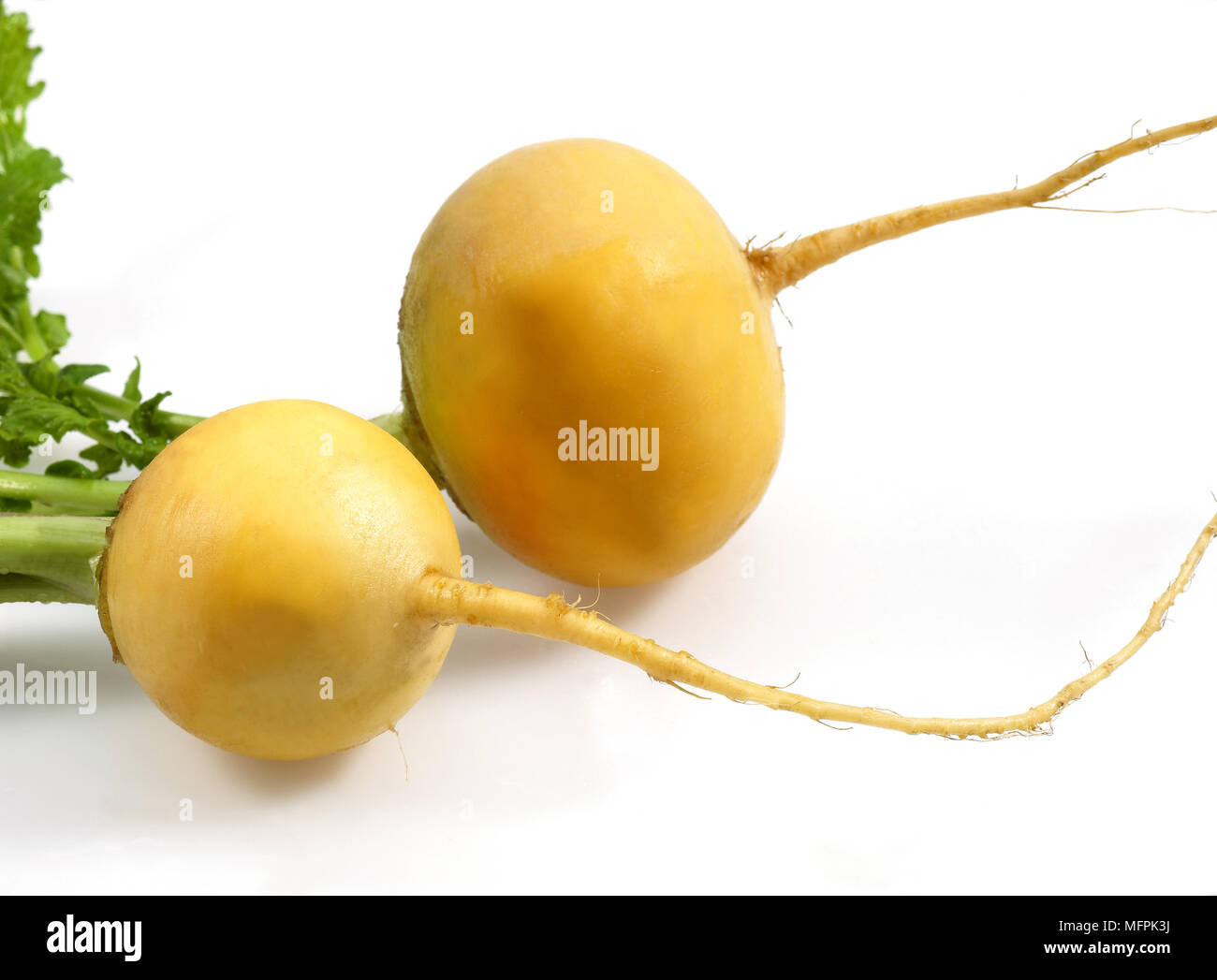 Golden Ball Turnips, brassica rapa, Vegetables against White Background ...