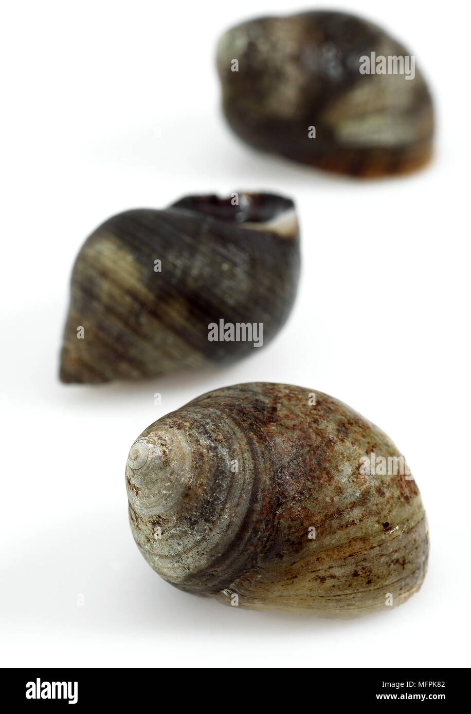 Common periwinkle hi-res stock photography and images - Alamy