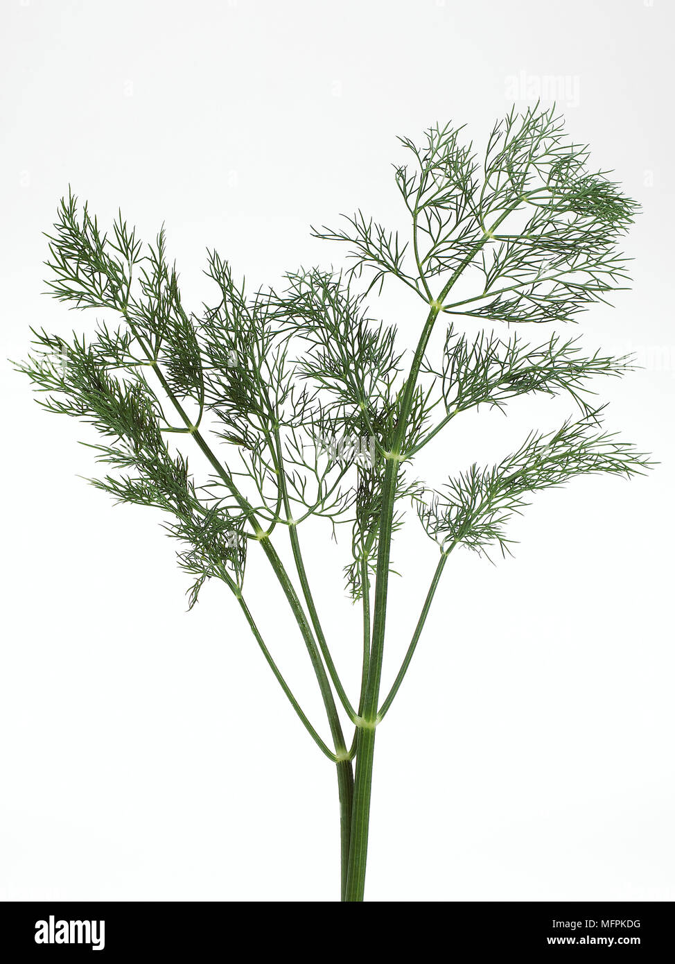 Dill, anethum graveolens against White Background Stock Photo - Alamy