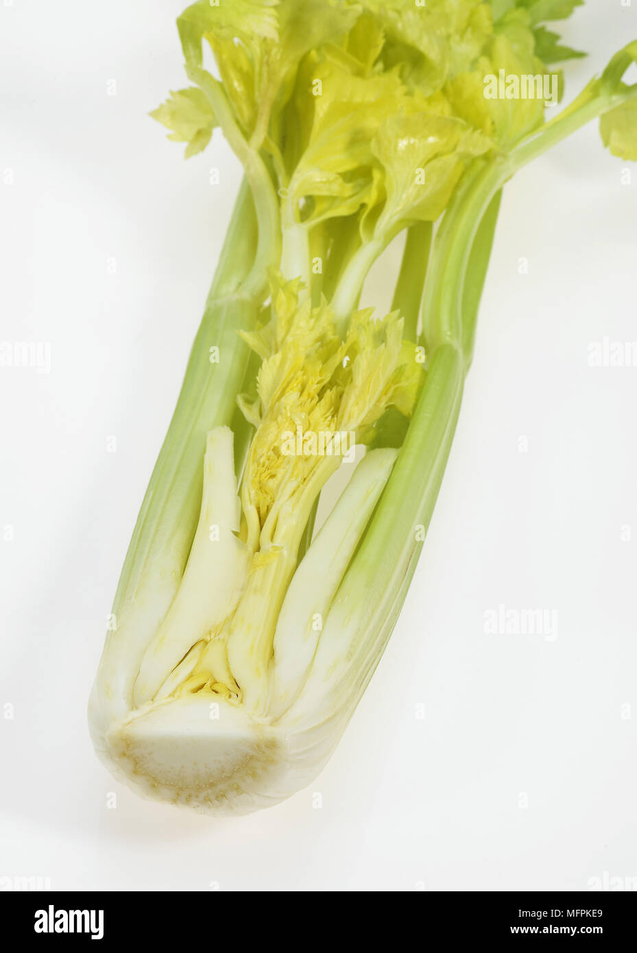Celery, apium graveolens dulce, Vegetable against White Background ...