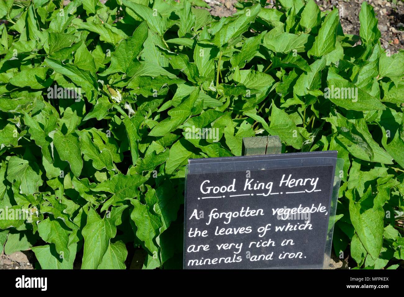 Good King Henry vegetable chenopodium bonus-henricus Stock Photo - Alamy