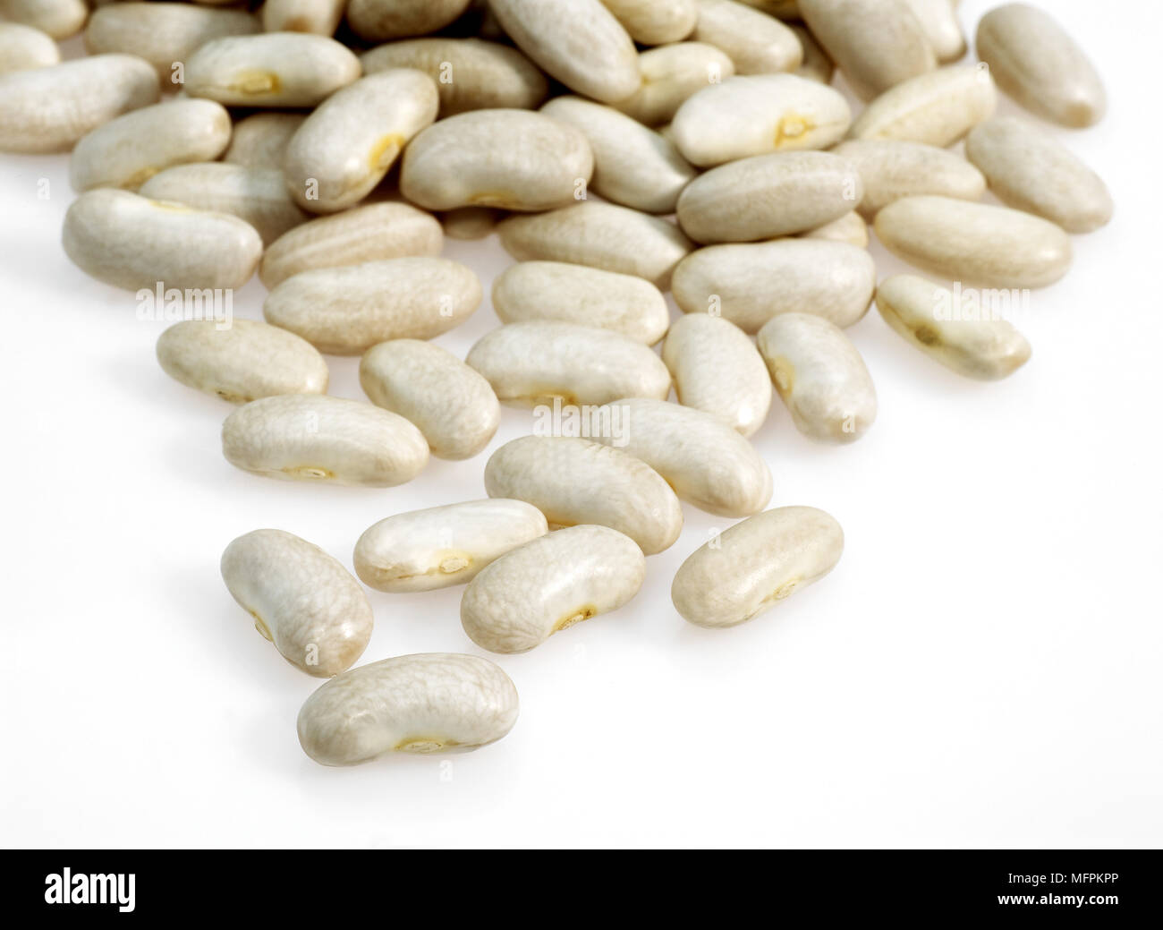French White Kidney Beans or Mogette From Vendee, phaseolus vulgaris ...