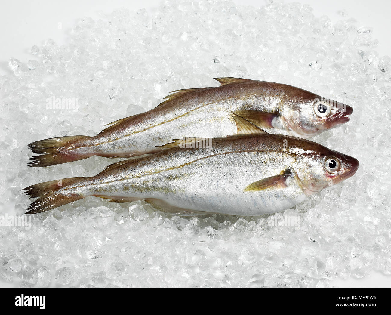Whiting, merlangius merlangus, Fresh Fishes on Ice Stock Photo - Alamy