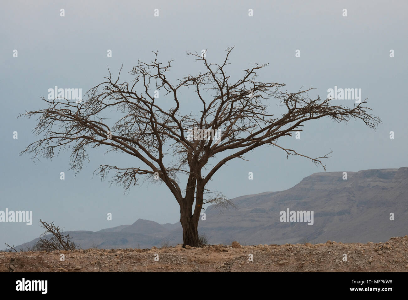 Vachellia tortilis, widely known as Acacia tortilis or the umbrella ...