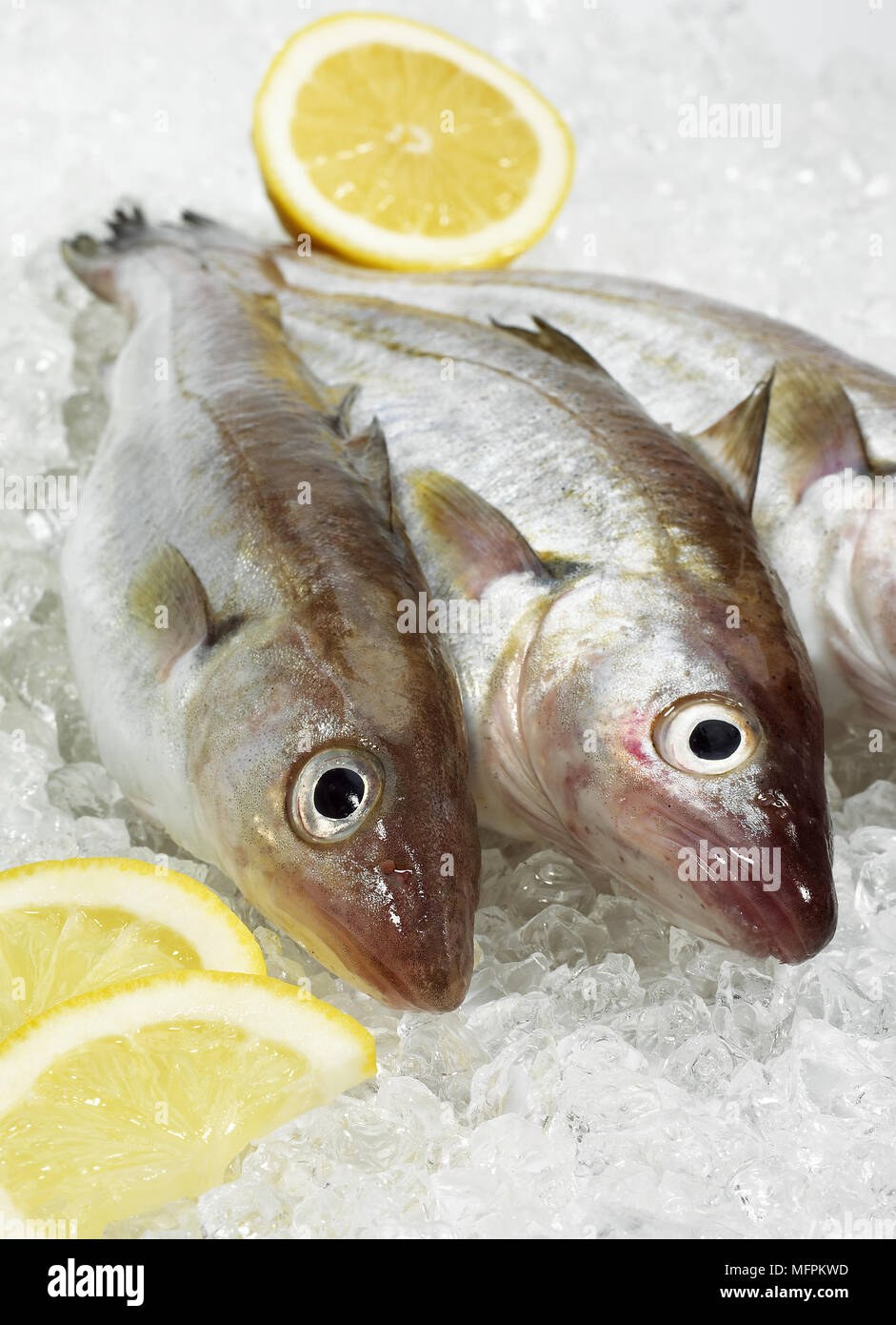 Whiting merlangius merlangus fresh fish hi-res stock photography and ...