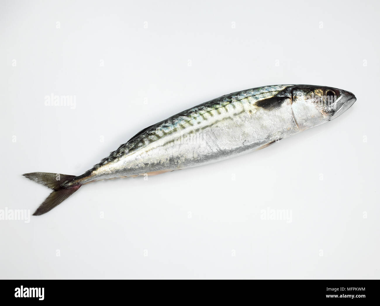 Mackerel, scomber scombrus, Fresh Fish against White Background Stock ...