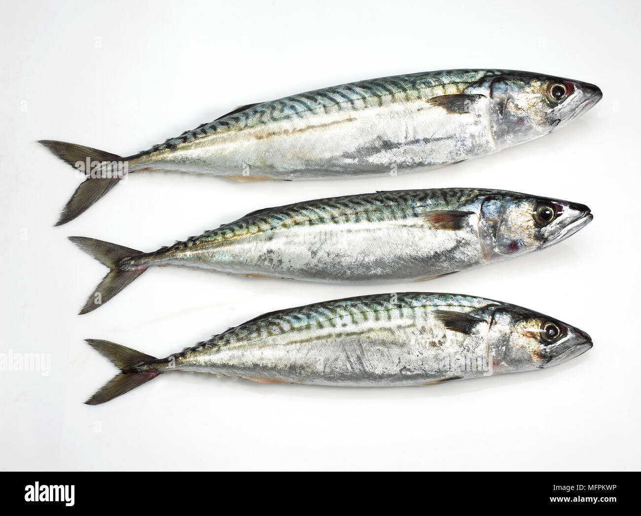 Mackerel, scomber scombrus, Fresh Fishes against White Background Stock ...