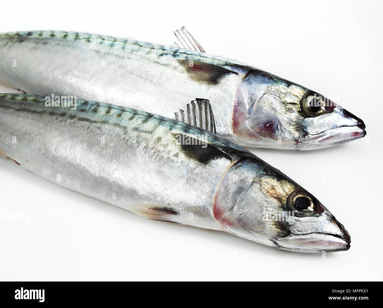 Scomber scombrus at fish shop hi-res stock photography and images - Alamy