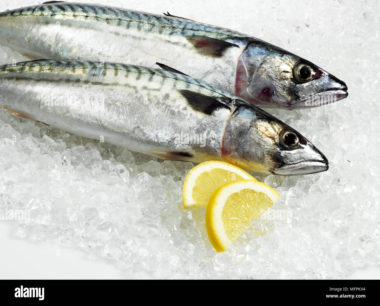 Scomber scombrus at fish shop hi-res stock photography and images - Alamy