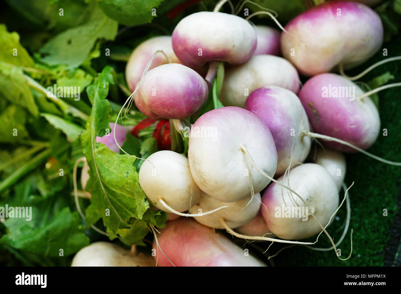 Turnips, brassica rapa Stock Photo - Alamy